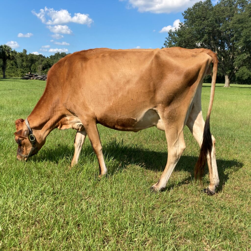 Cows for Sale - Fertile Marsh Farm